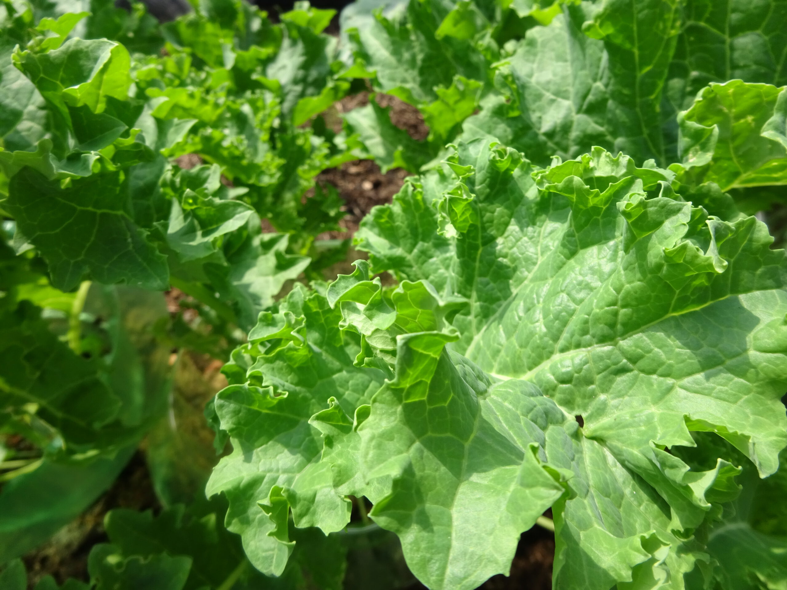 Kolen kweken - De Moestuiniers Online