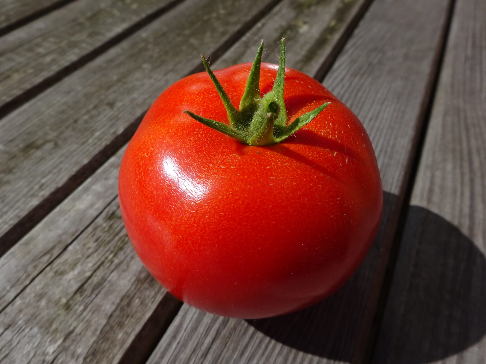 Tomatensoorten en maten - De Moestuiniers Online