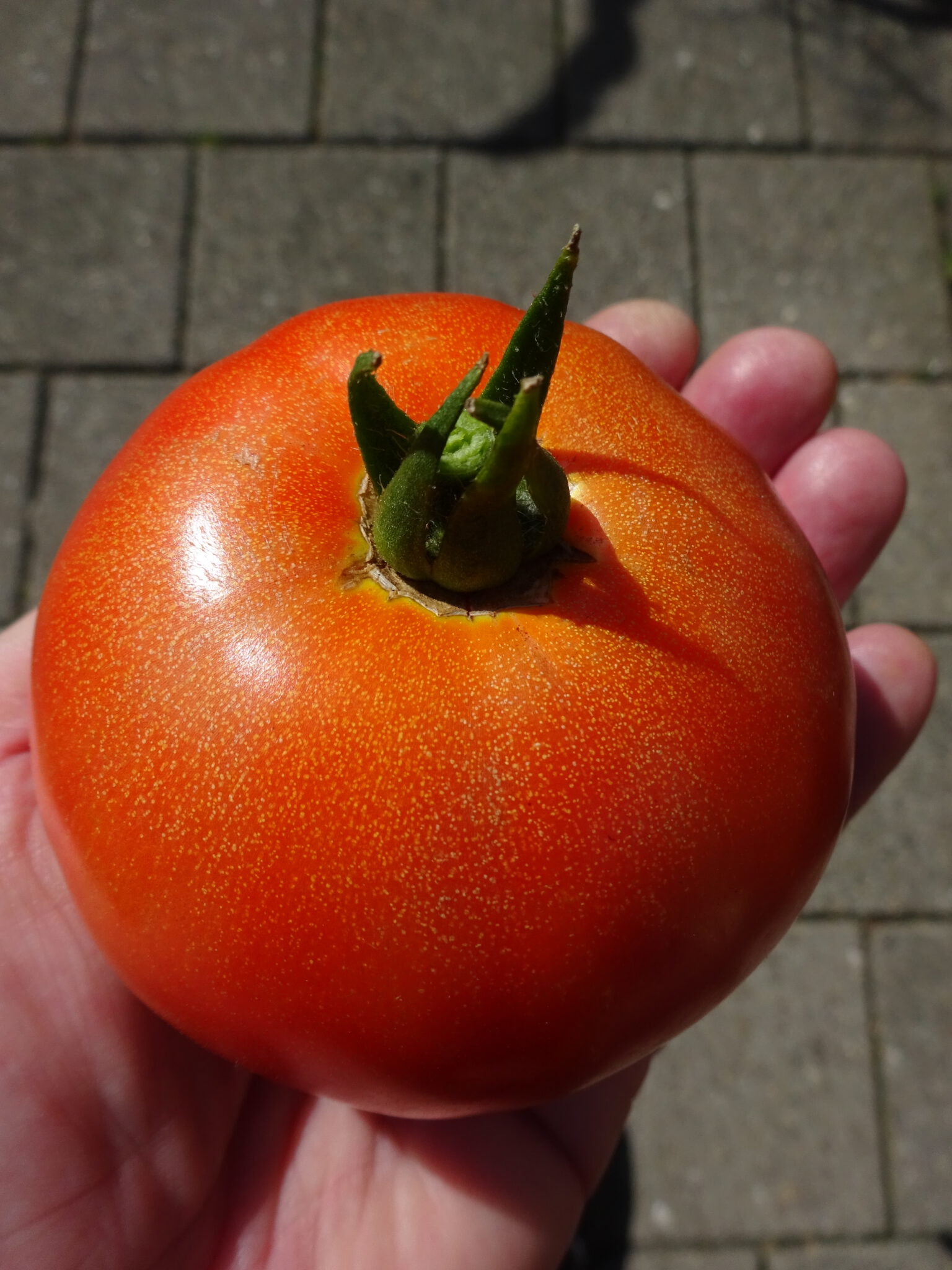 Tomatensoorten en maten - De Moestuiniers Online