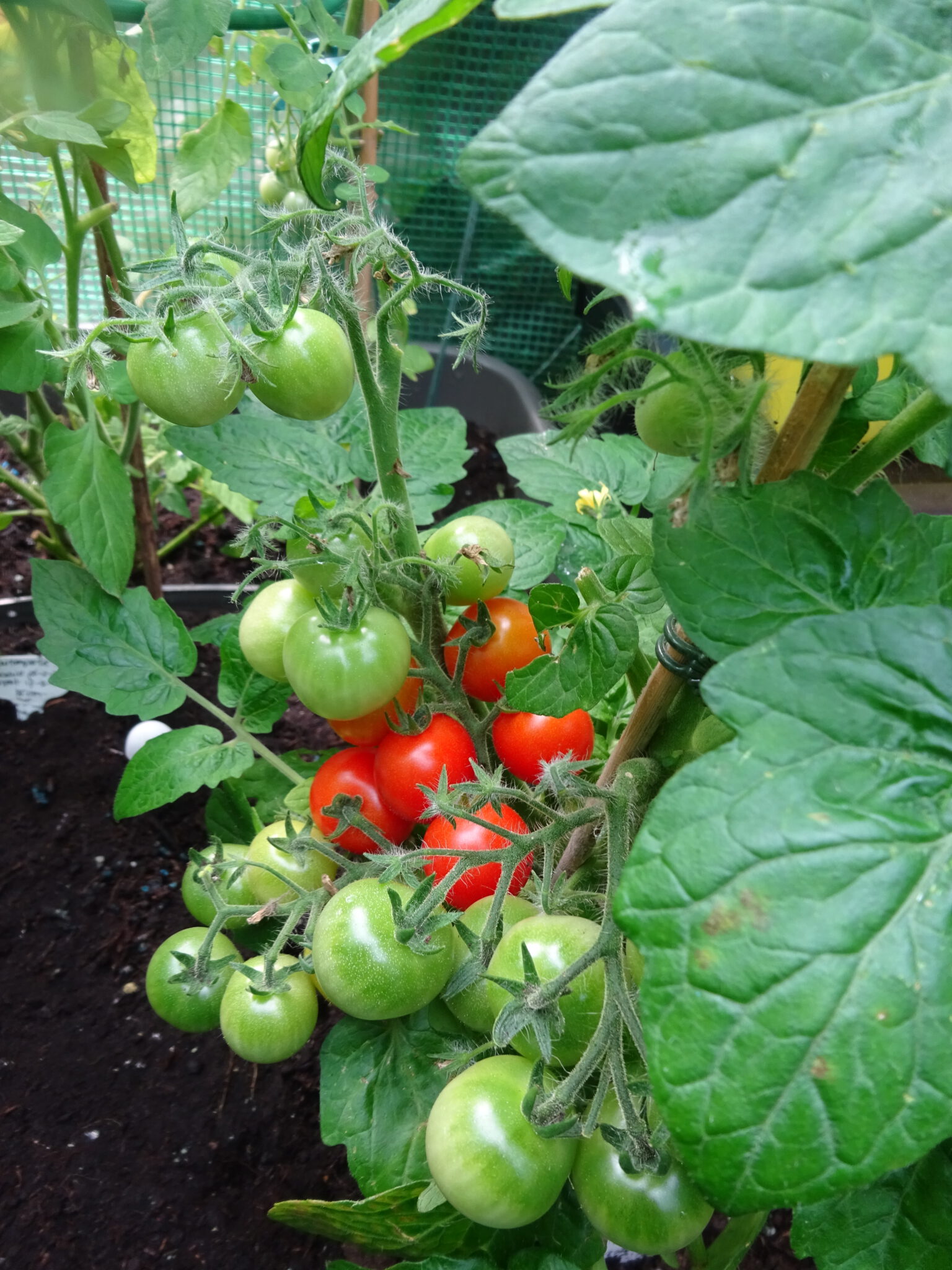 Tomatensoorten en maten - De Moestuiniers Online